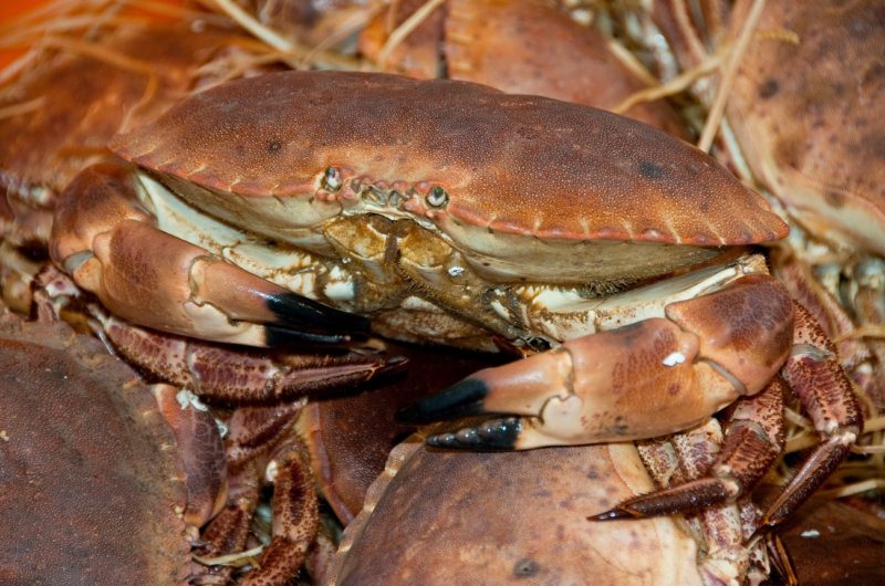 Tourteau 900G – Rocher Océan