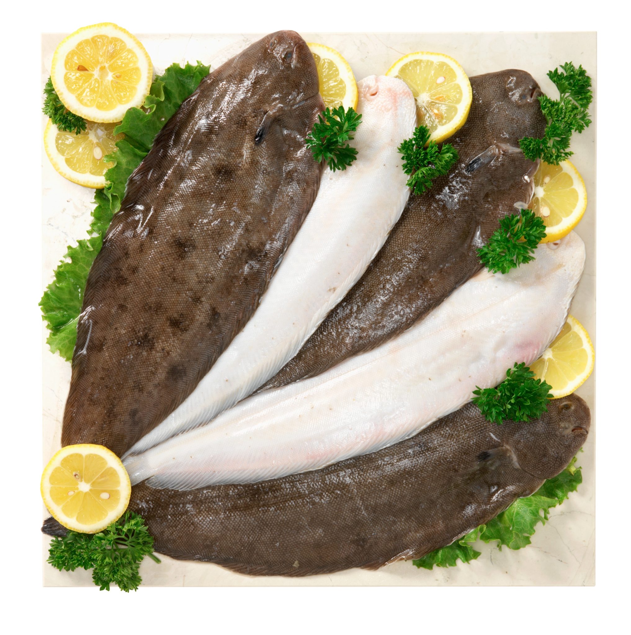 Soles – Rocher Océan